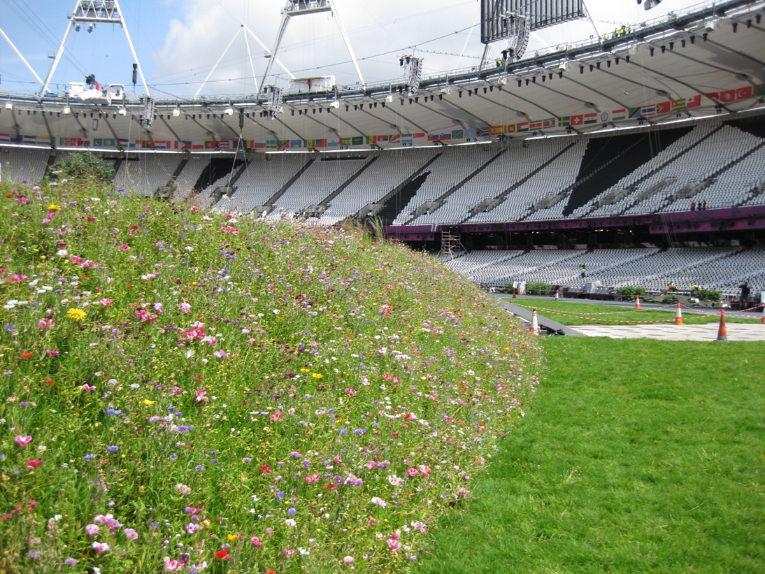 Wildflower gallery - Wildflower Turf