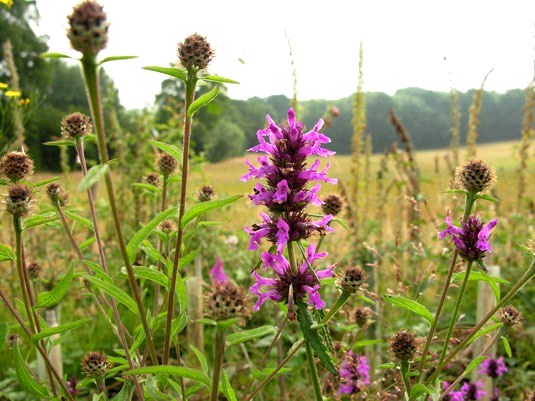 Native Wildflower Species Focus - Wildflower Turf