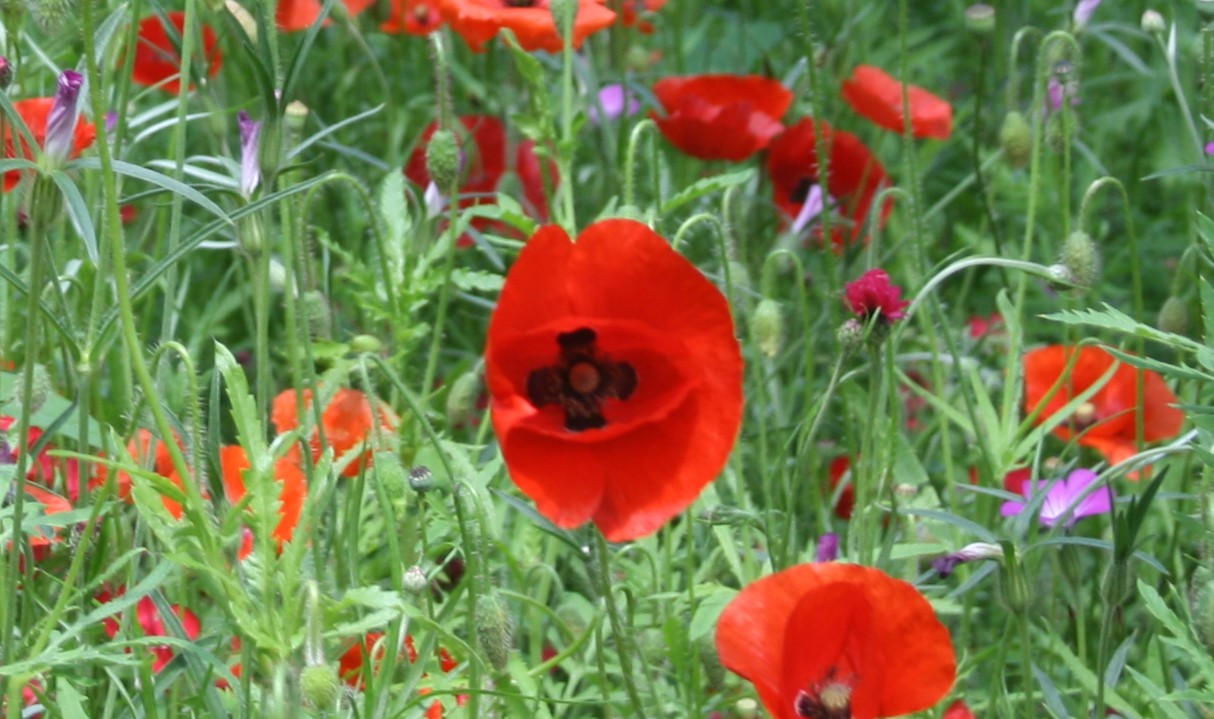 Wildflower Turf helping Councils create memorial poppy areas to be ...
