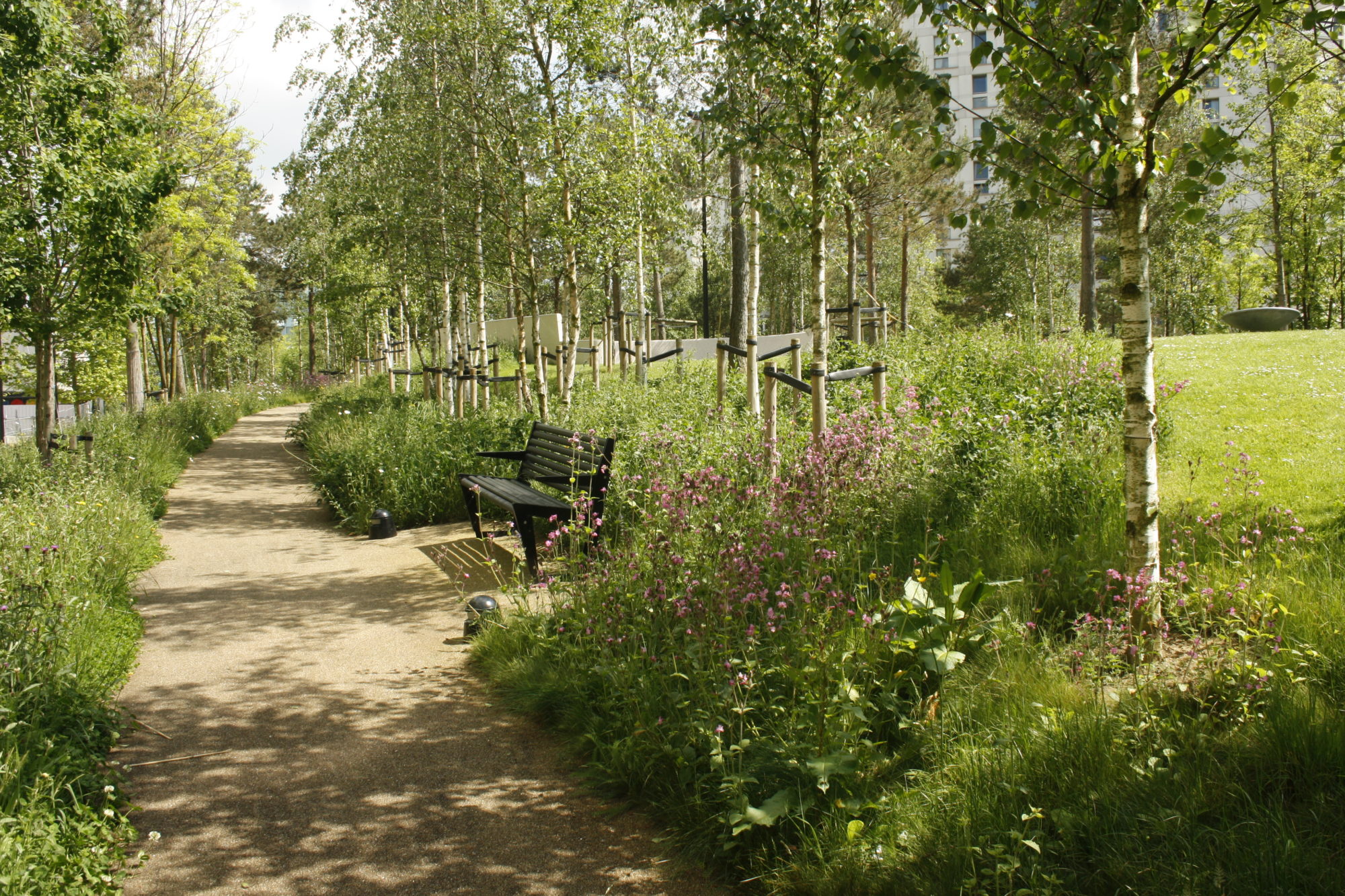 MeadowSow™ Shade Tolerant - Wildflower Turf