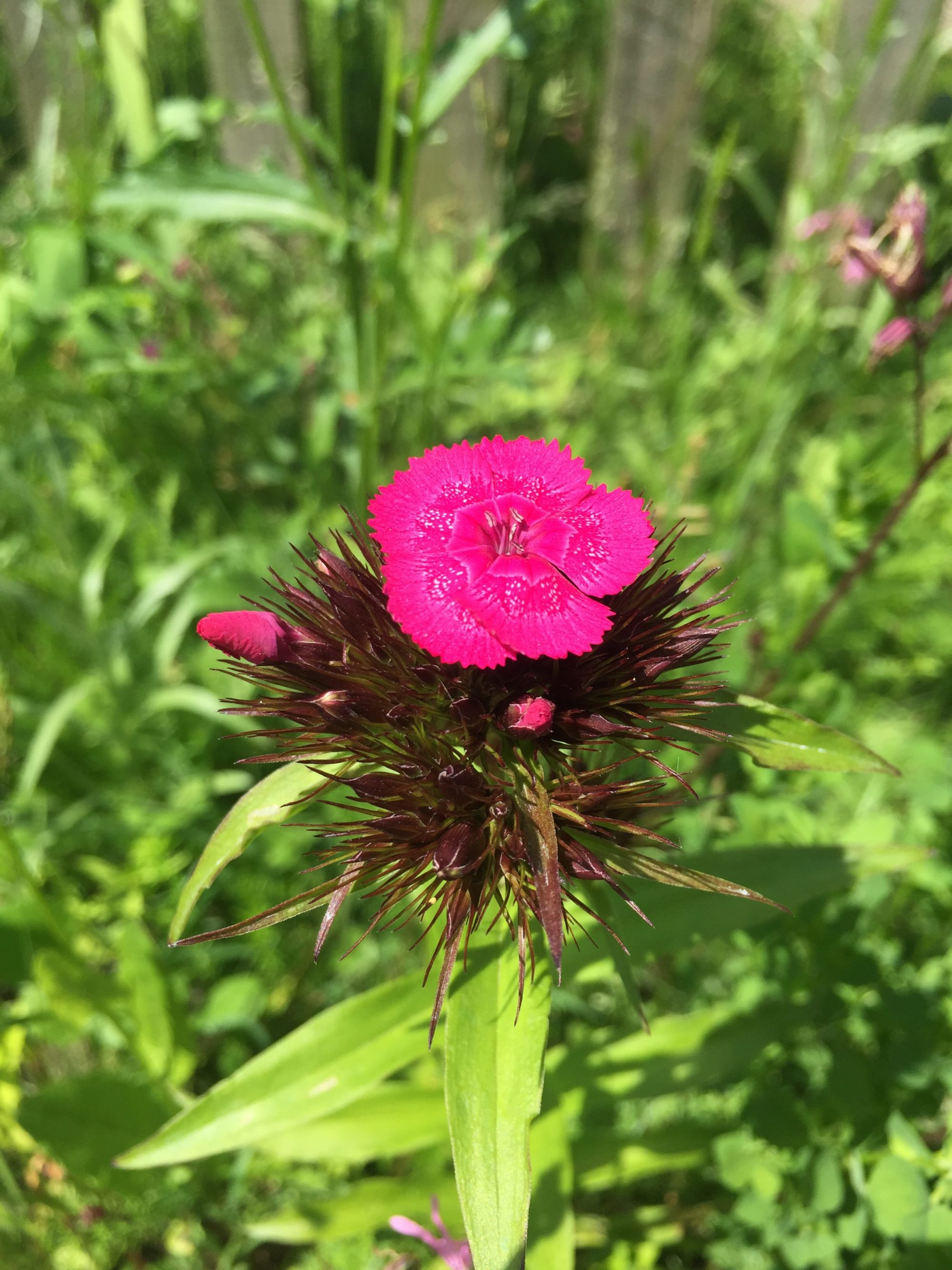 Do you know about Native Enriched Wildflower Turf? - Wildflower Turf