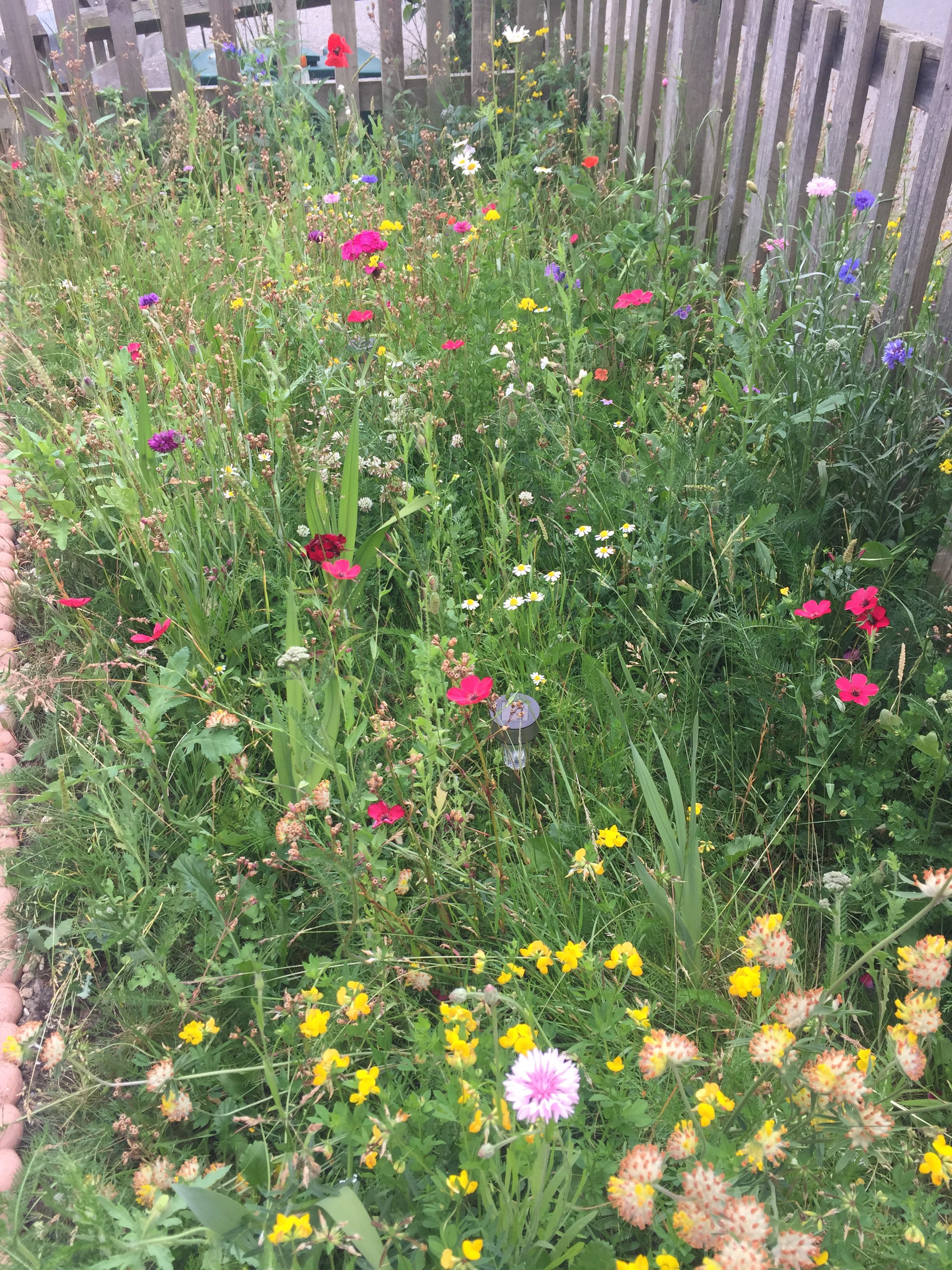 Do you know about Native Enriched Wildflower Turf? - Wildflower Turf