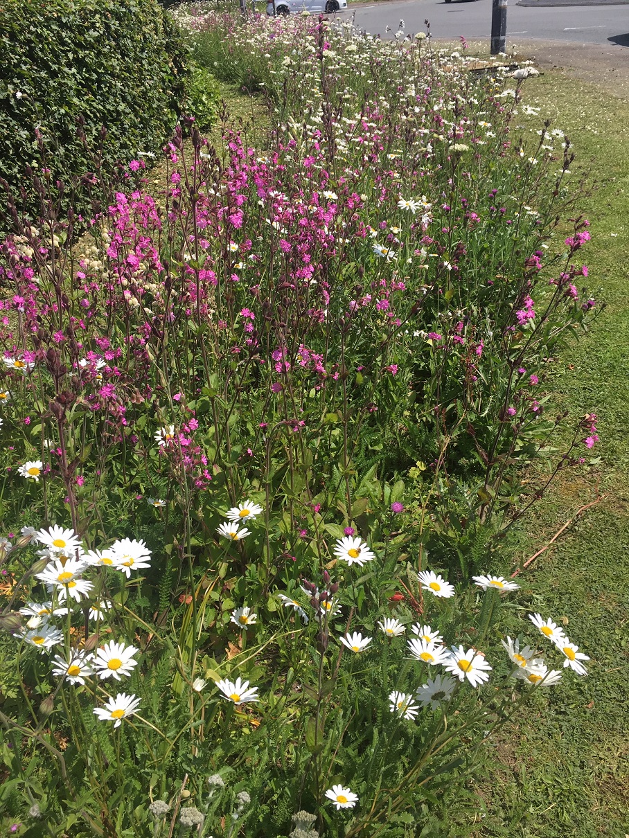 Mini Case Study - Vale of Glamorgan Council - Wildflower Turf