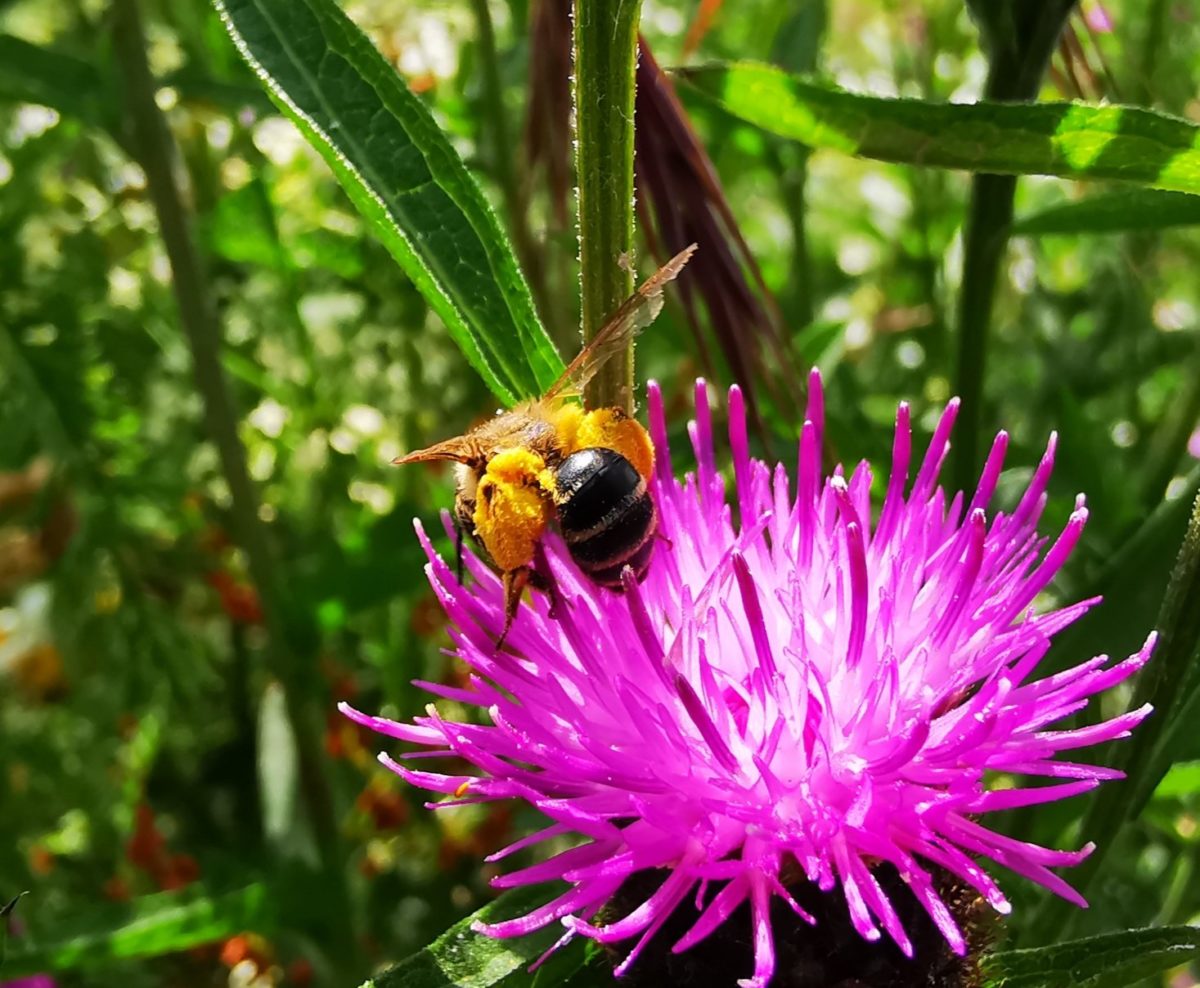 Landscape 34 Wildflower Turf® - Wildflower Turf