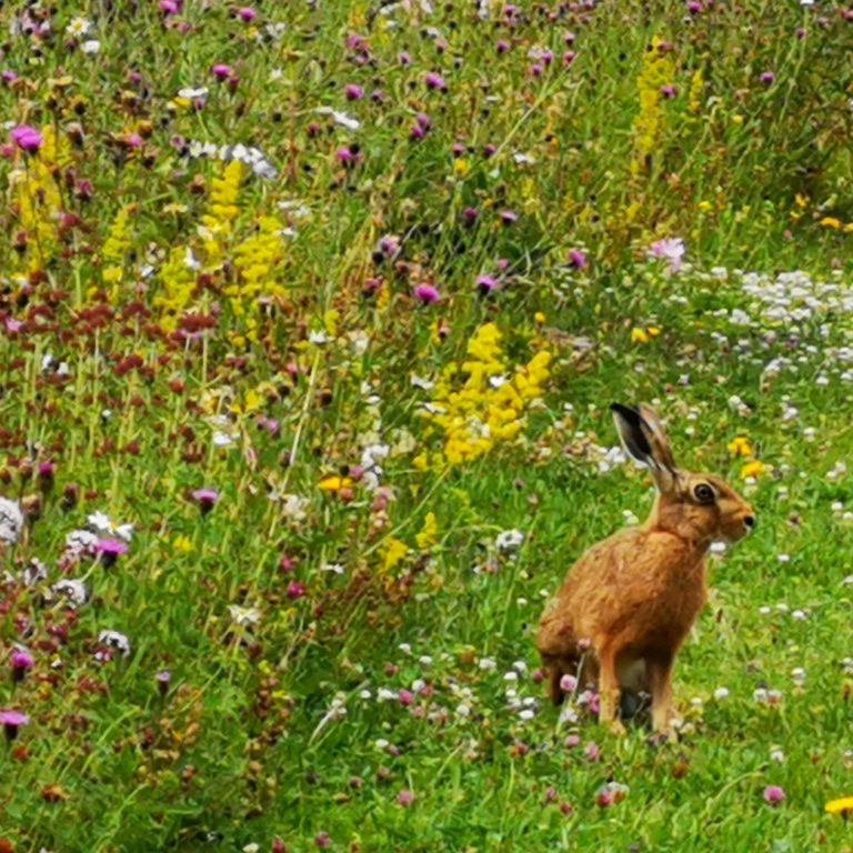 Landscape 34 - Wildflower Turf