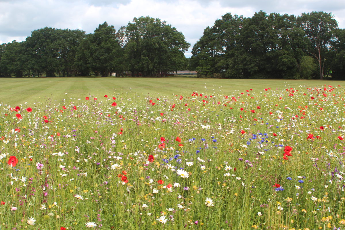 Native Enriched - Wildflower Turf