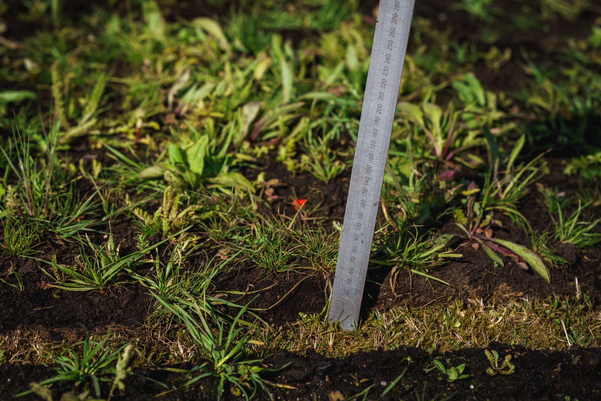 Wildflower Turf Finisher - Wildflower Turf