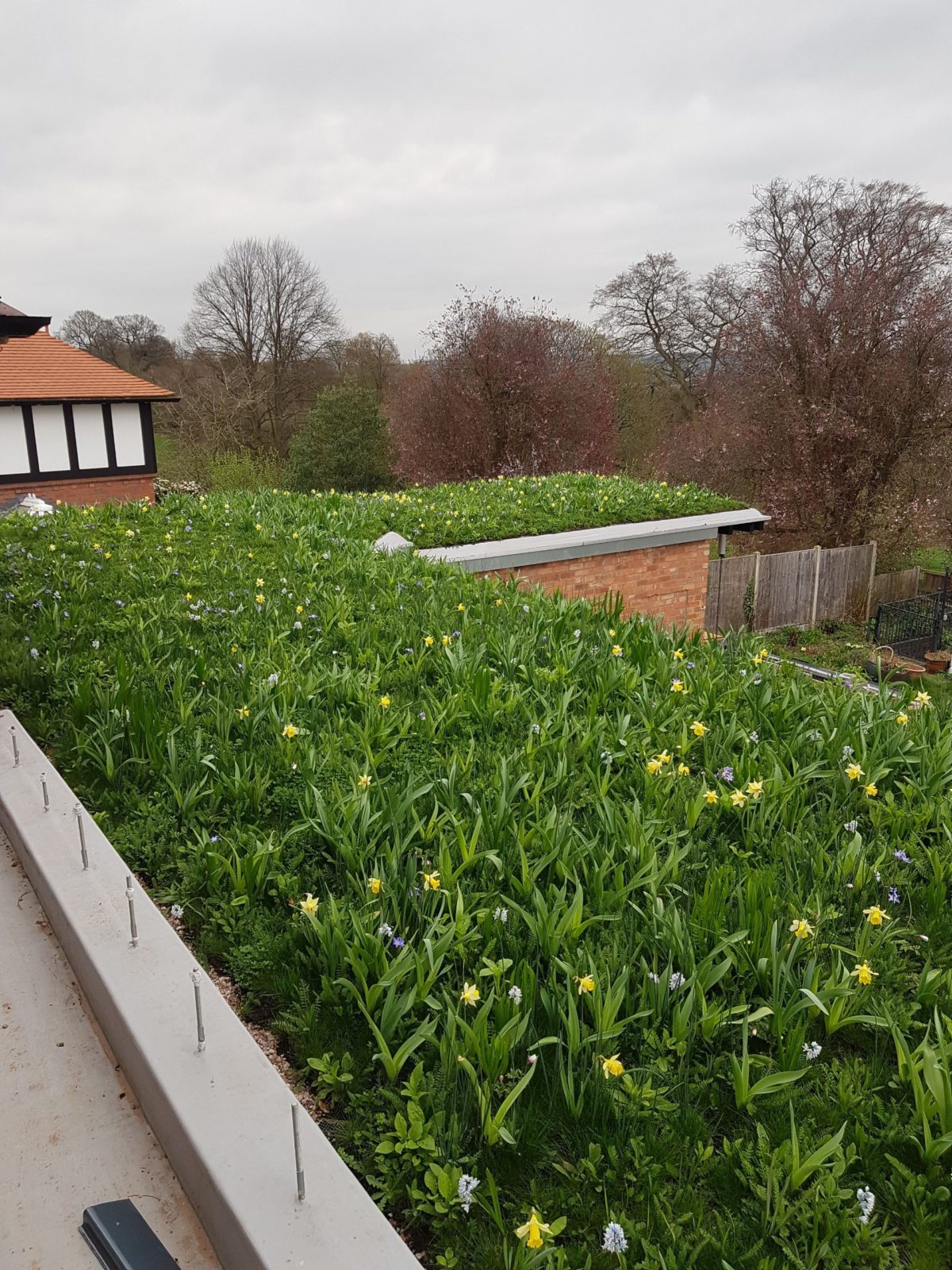 Green Roof Wildflower Turf® - Wildflower Turf