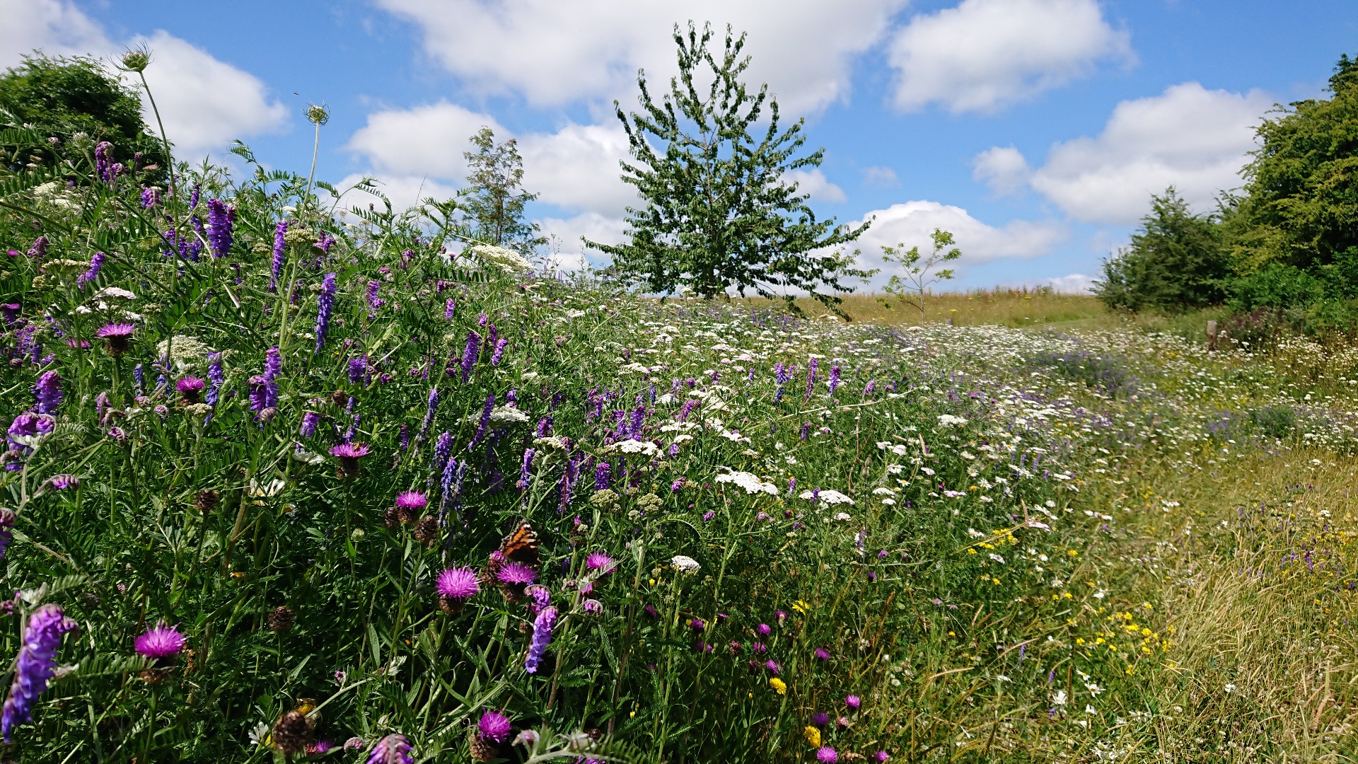 Landscape 34 - Wildflower Turf