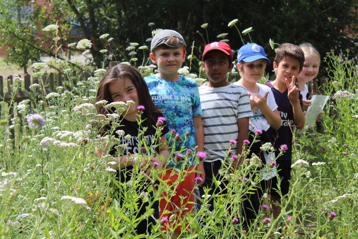 Wordsworth Primary School Wildflower Meadow Project - Wildflower Turf