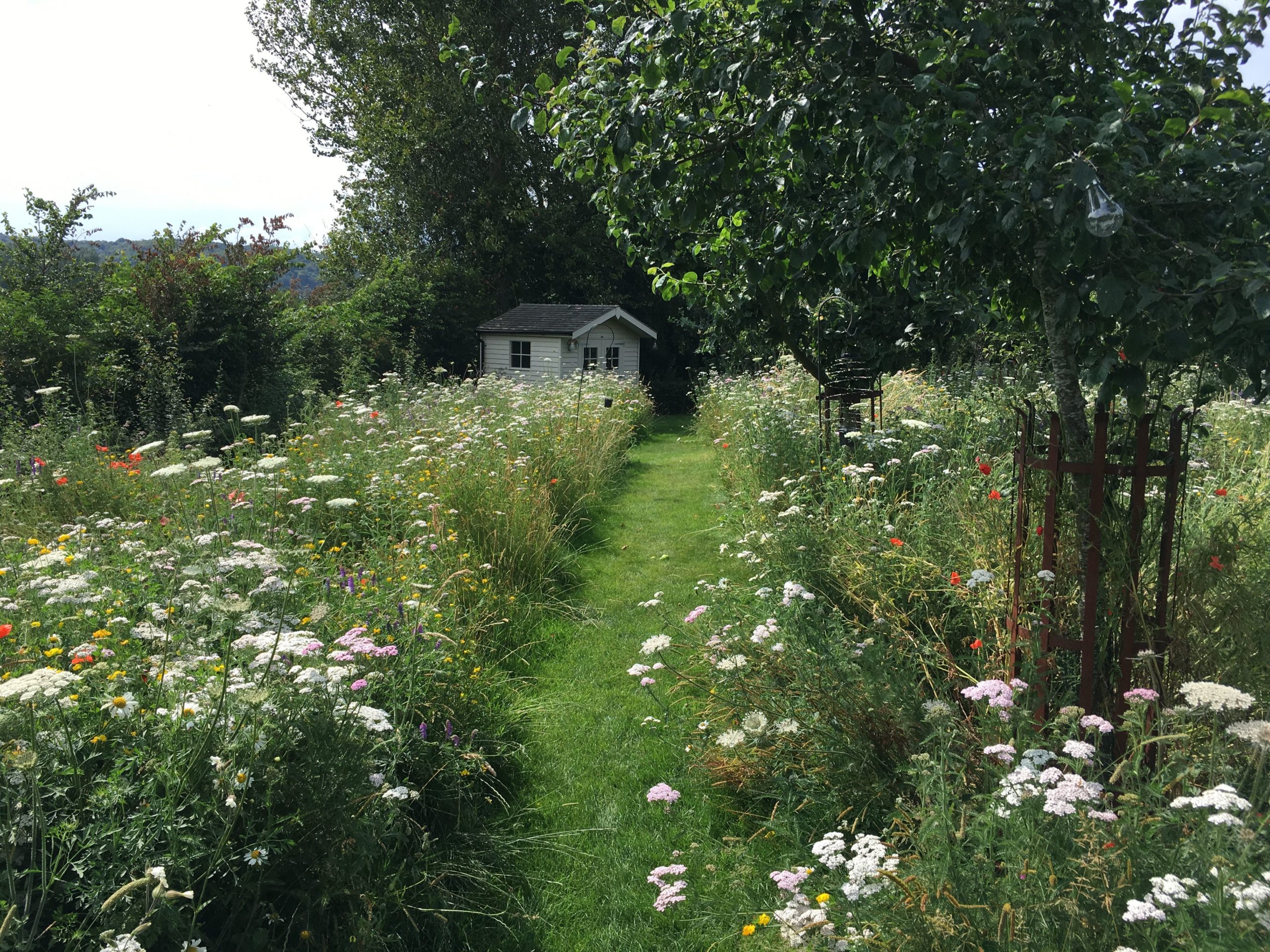 Wildflowers & Wedding Belles - Wildflower Turf