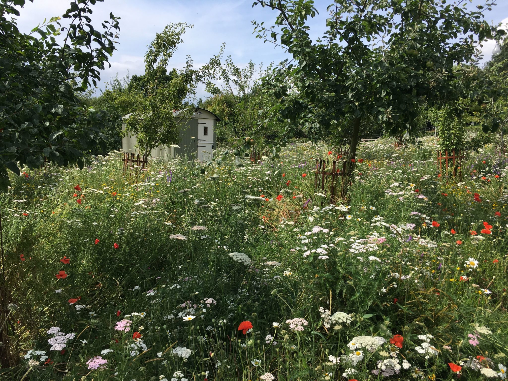 Shade Tolerant Wildflower Turf® - Wildflower Turf