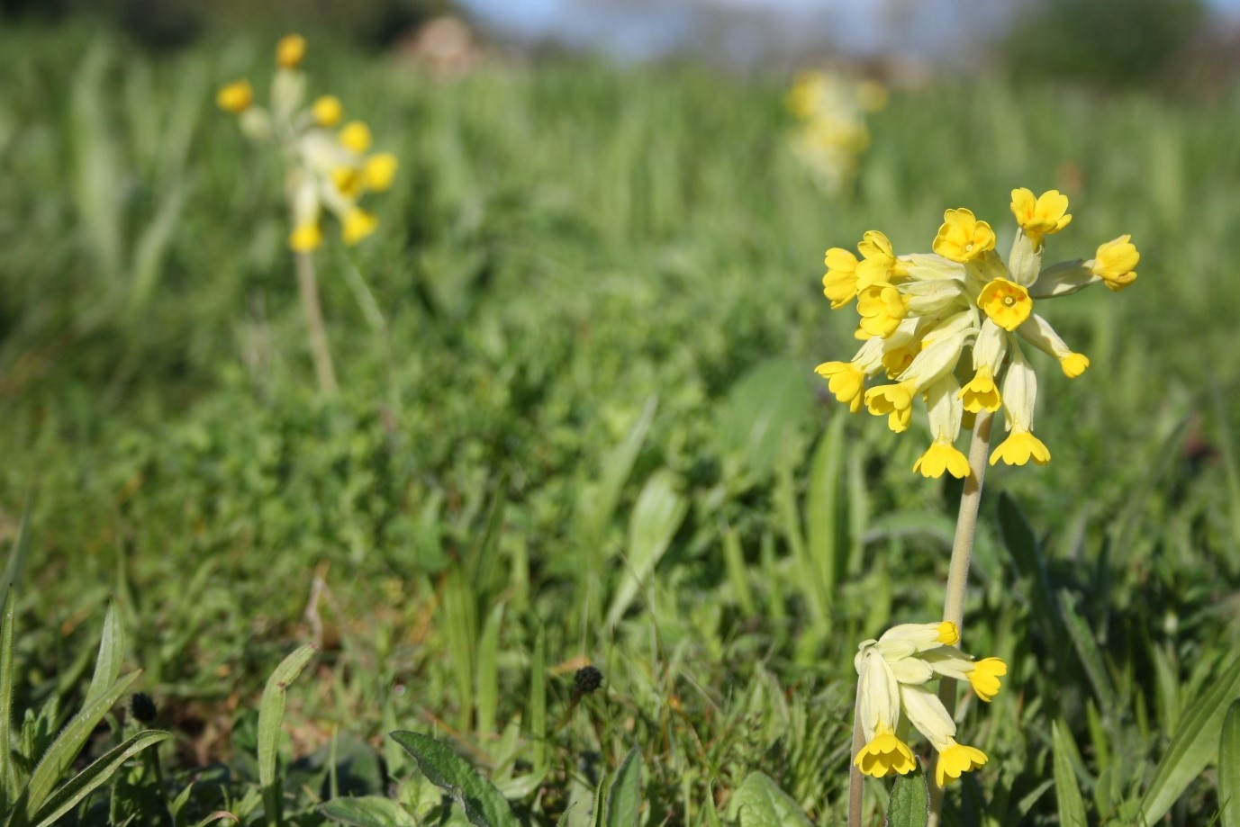 Nature on the doorstep… - Wildflower Turf