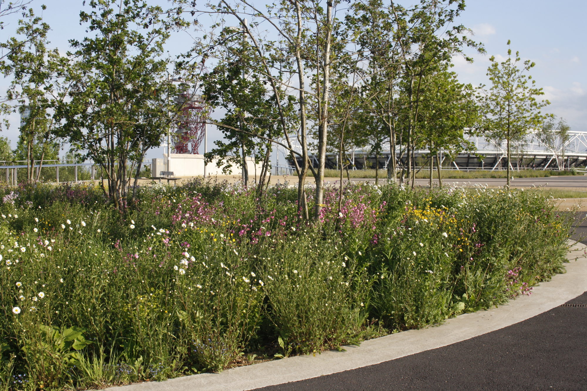 Shade Tolerant Wildflower Turf® - Wildflower Turf