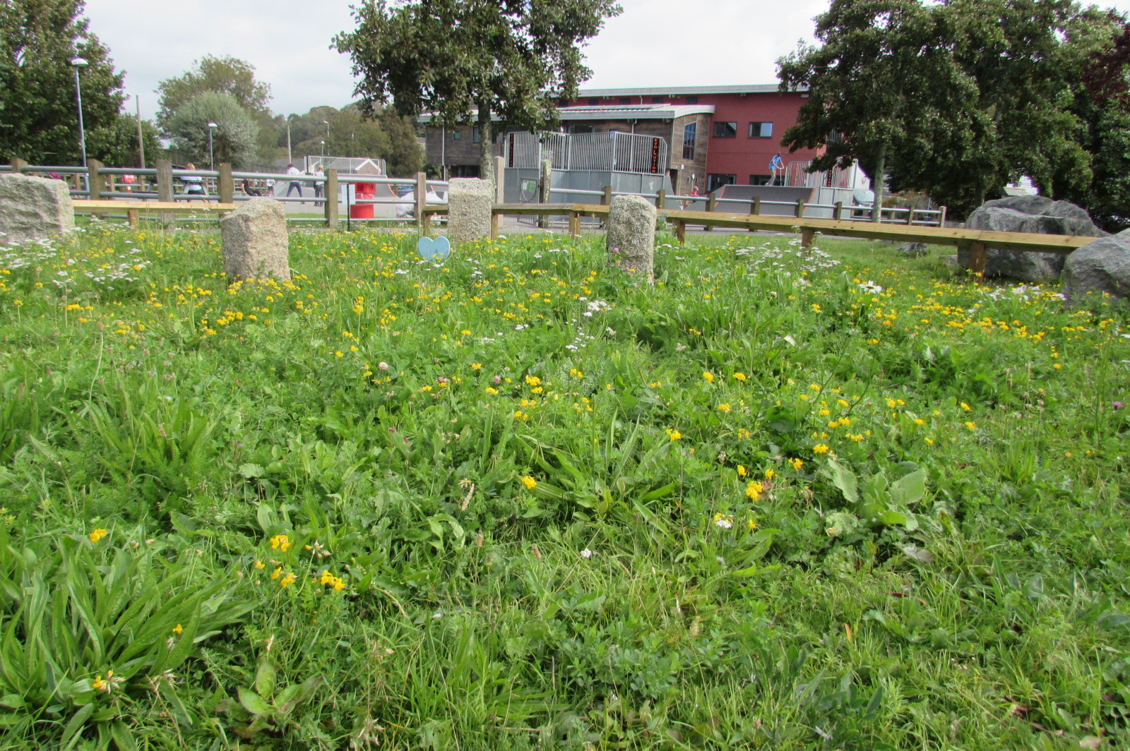 Cornwall Welcomes Wildflower Turf Ltd Meadow - Wildflower Turf