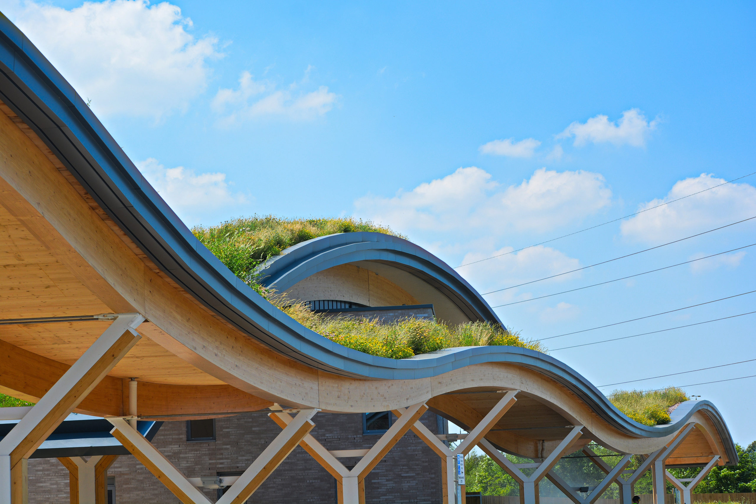 We are GROing... - Wildflower Turf