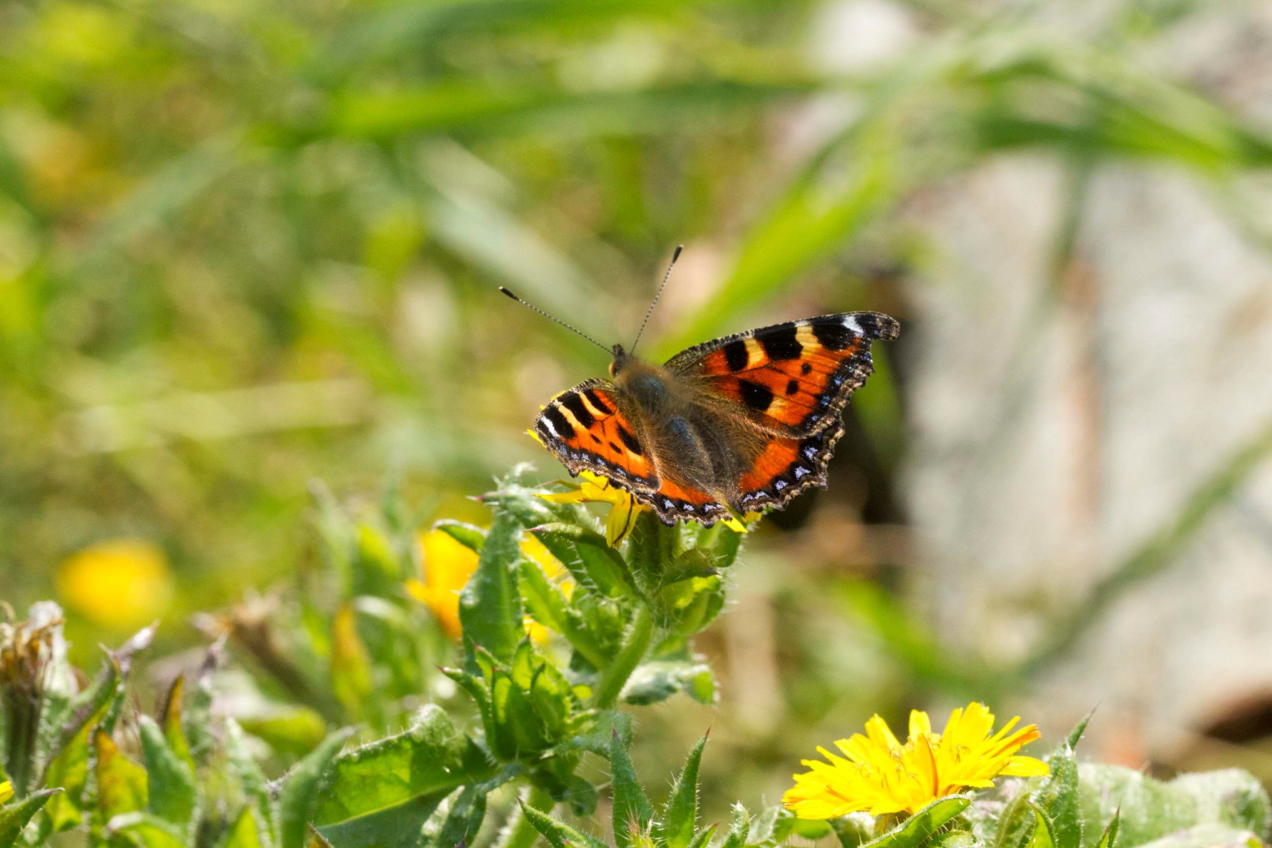 6 Reasons Why Your Wildflower Meadow Isn't Succeeding - Wildflower Turf