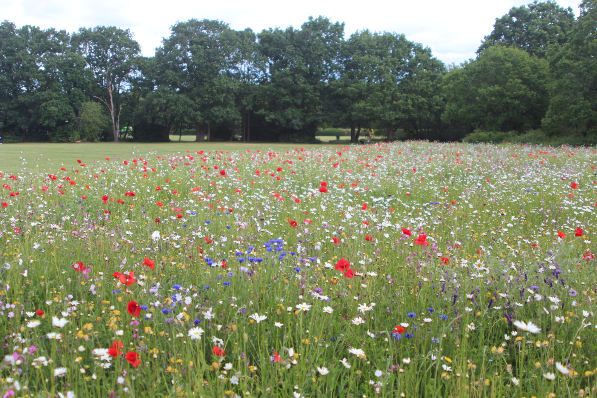It’s Time to Celebrate! - Wildflower Turf