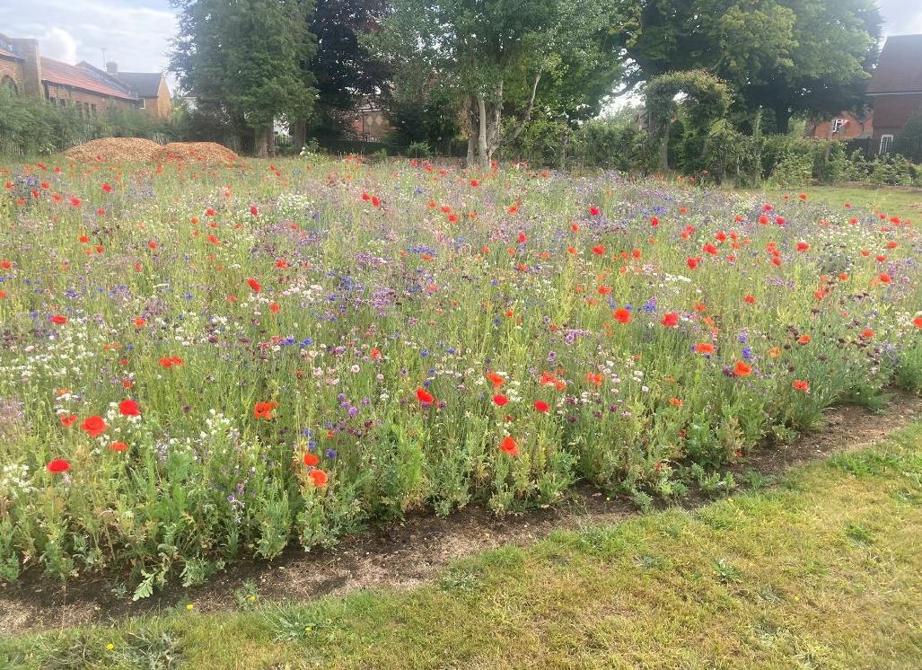 Eashing Cemetery Wildflower Trials - Wildflower Turf