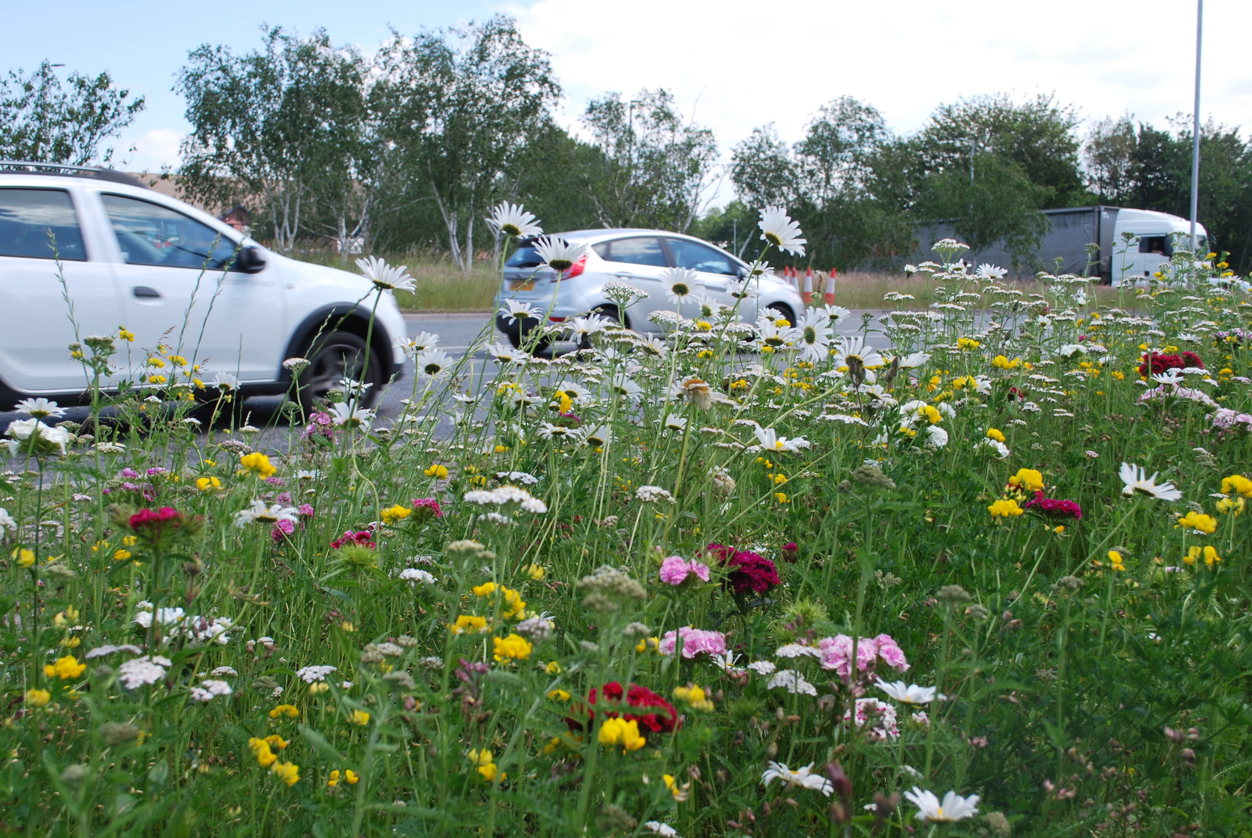 Why Wildflowers? - Wildflower Turf