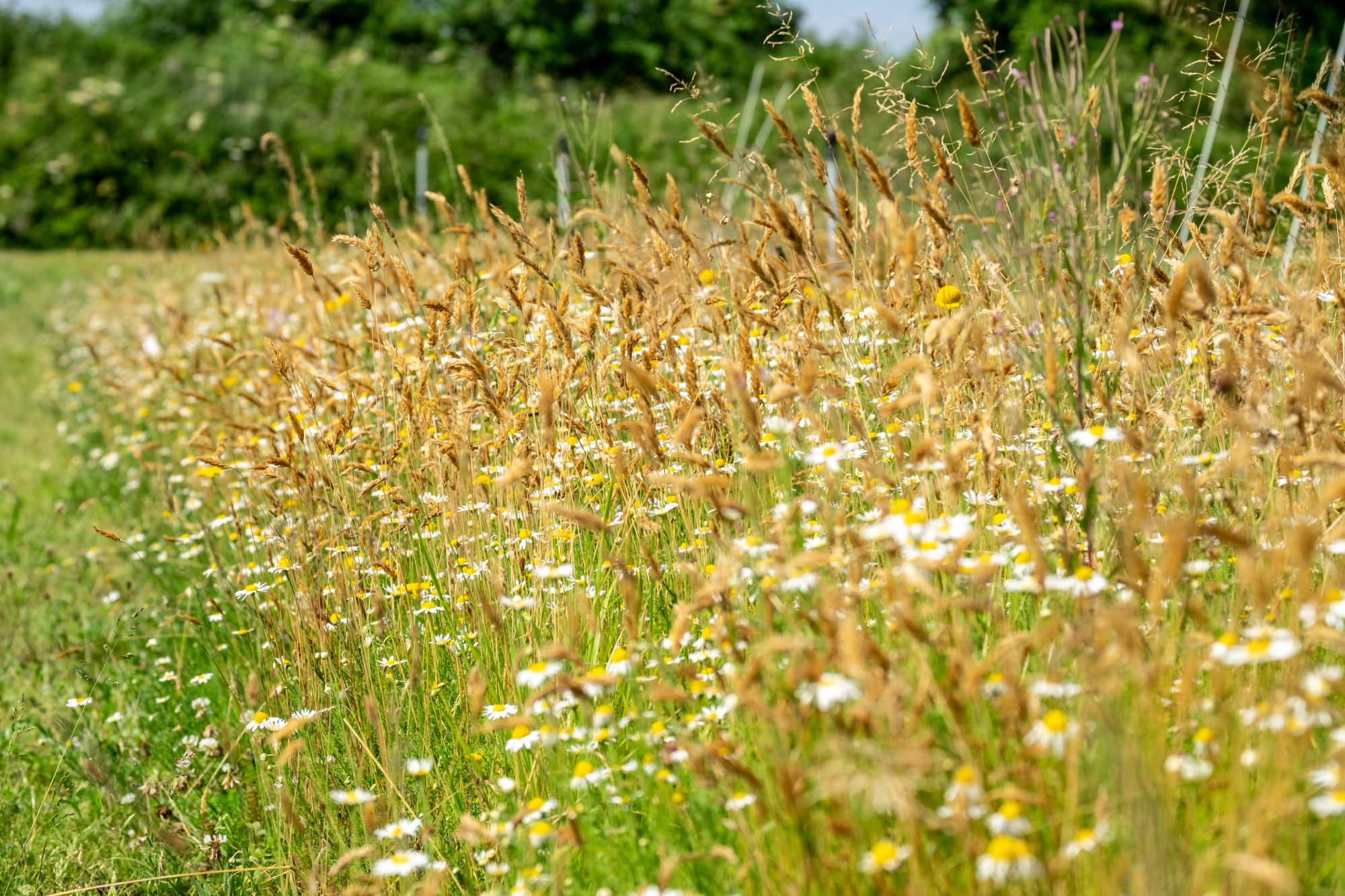 Wildflower Lawns: Benefits Over Traditional Grass Lawns - Wildflower Turf