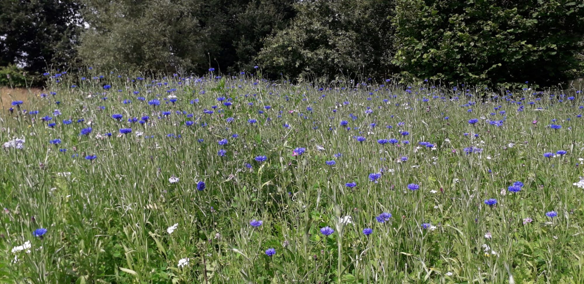 Our Environmental Commitments - Wildflower Turf