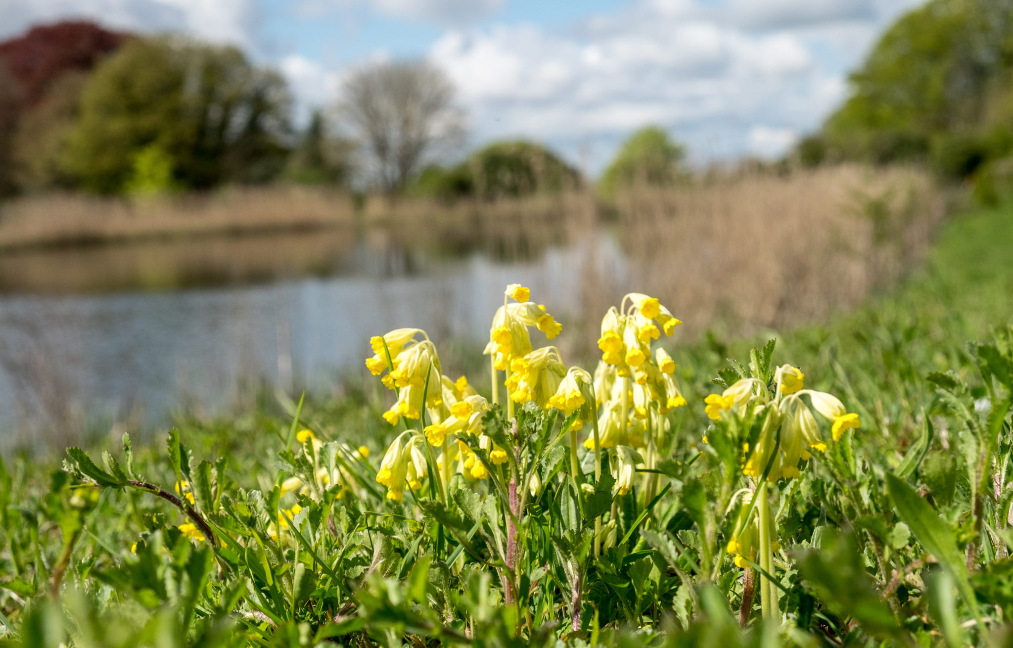 Landscape 34 Wildflower Turf® - Wildflower Turf