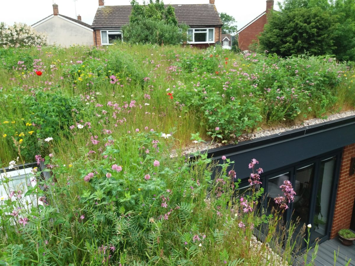 Green Roof Wildflower Turf® - Wildflower Turf