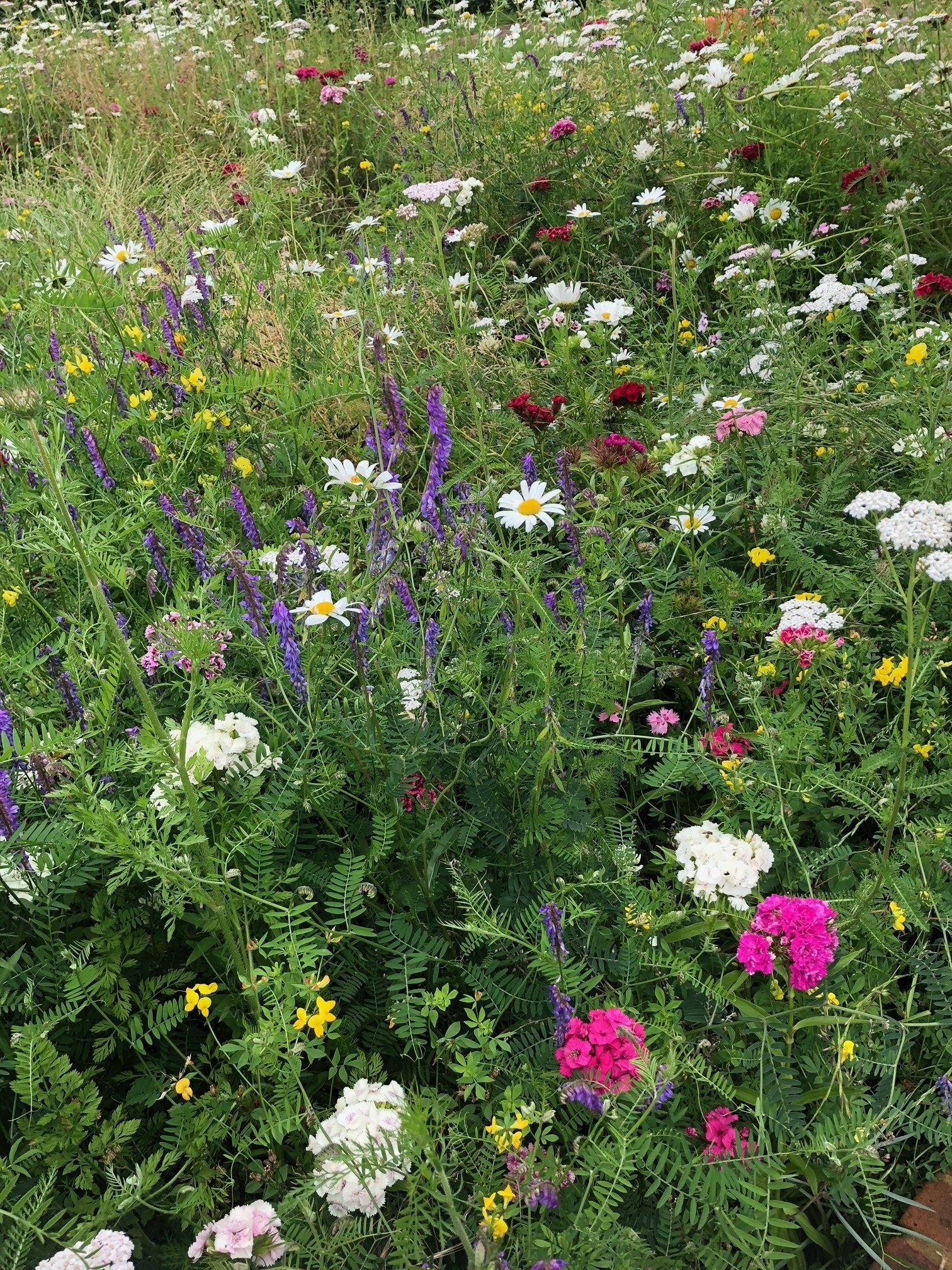 Native Enriched - Wildflower Turf