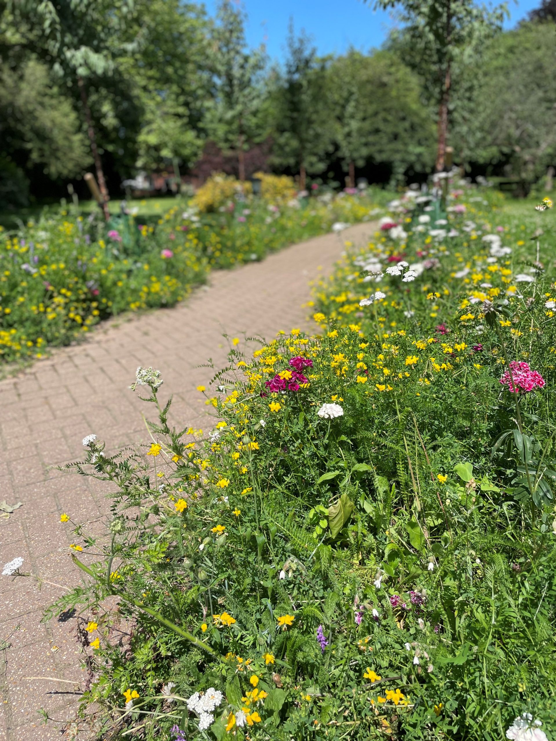 Thirst for Knowledge - Wildflower Turf