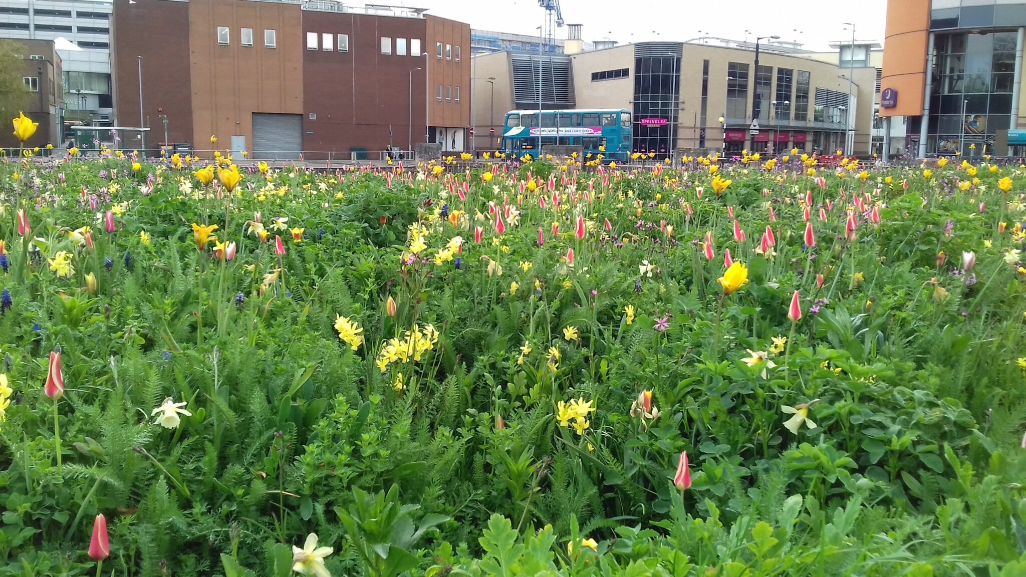 Dacorum Borough Council - Wildflower Turf