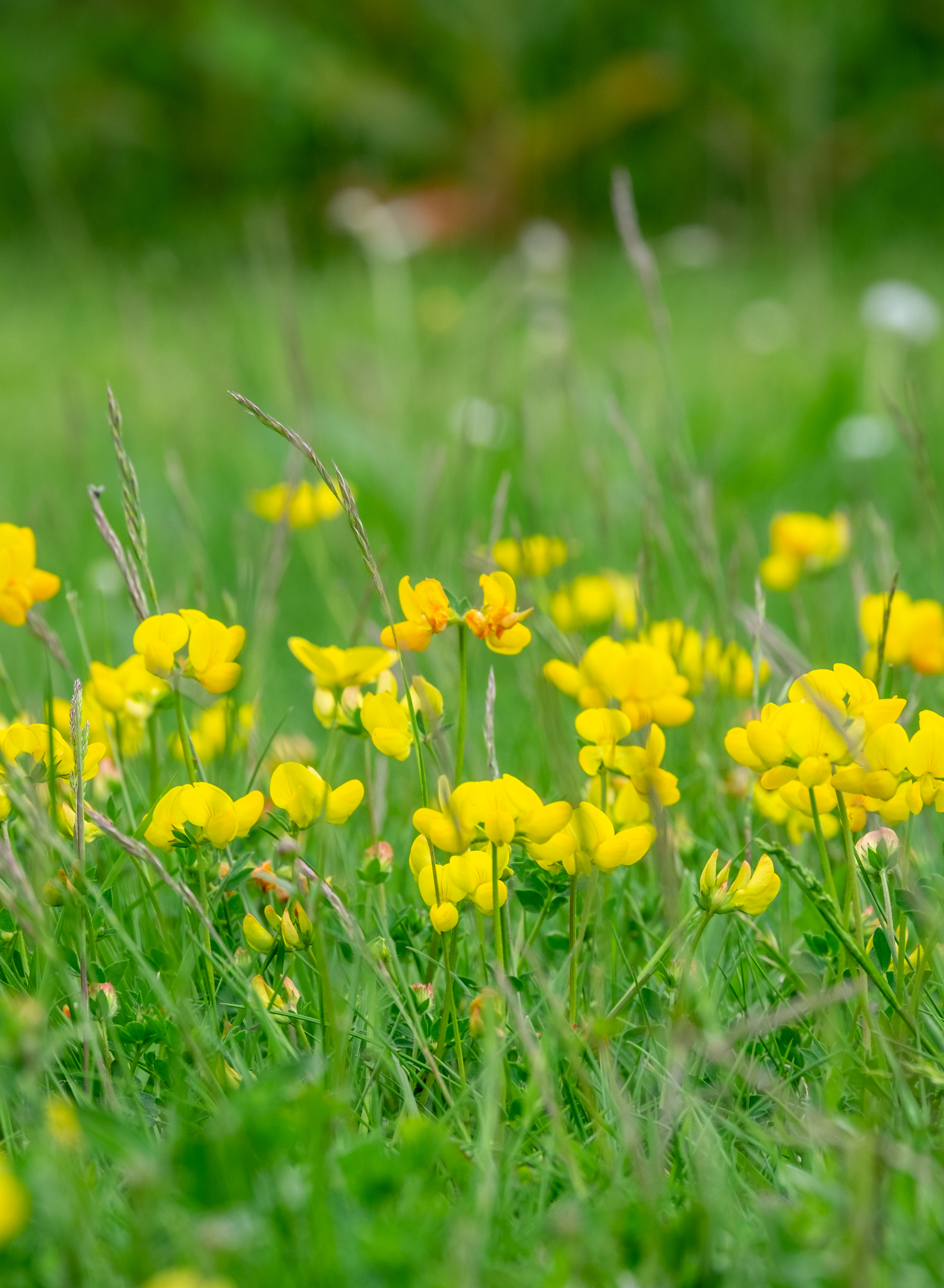 MeadowSow™ Max Flora - Wildflower Turf