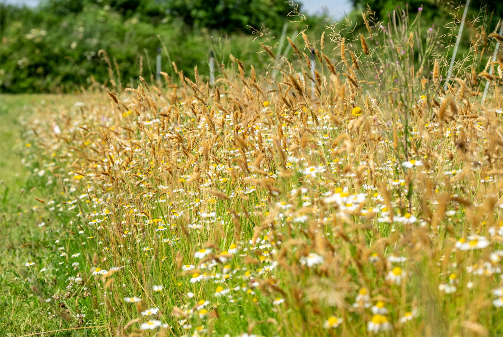 Low Grow Turf - Wildflower Turf