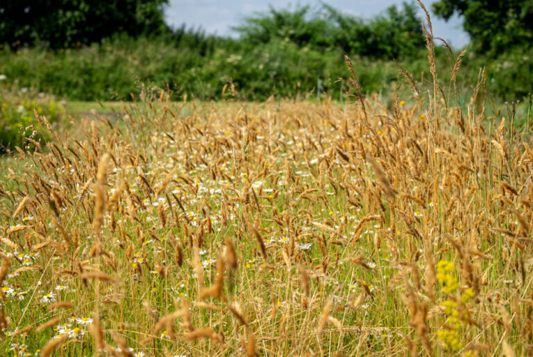 Low Grow Turf - Wildflower Turf