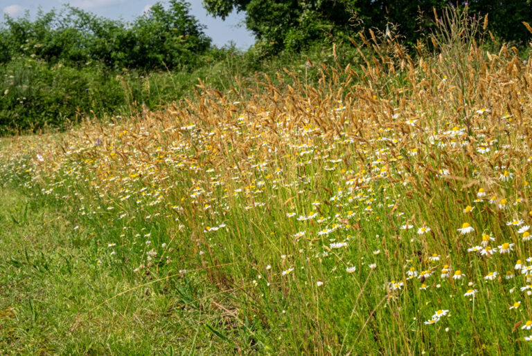 Low Grow Turf - Wildflower Turf
