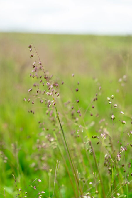 Low Grow Turf - Wildflower Turf