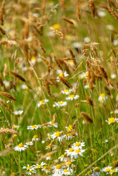 Low Grow Turf - Wildflower Turf