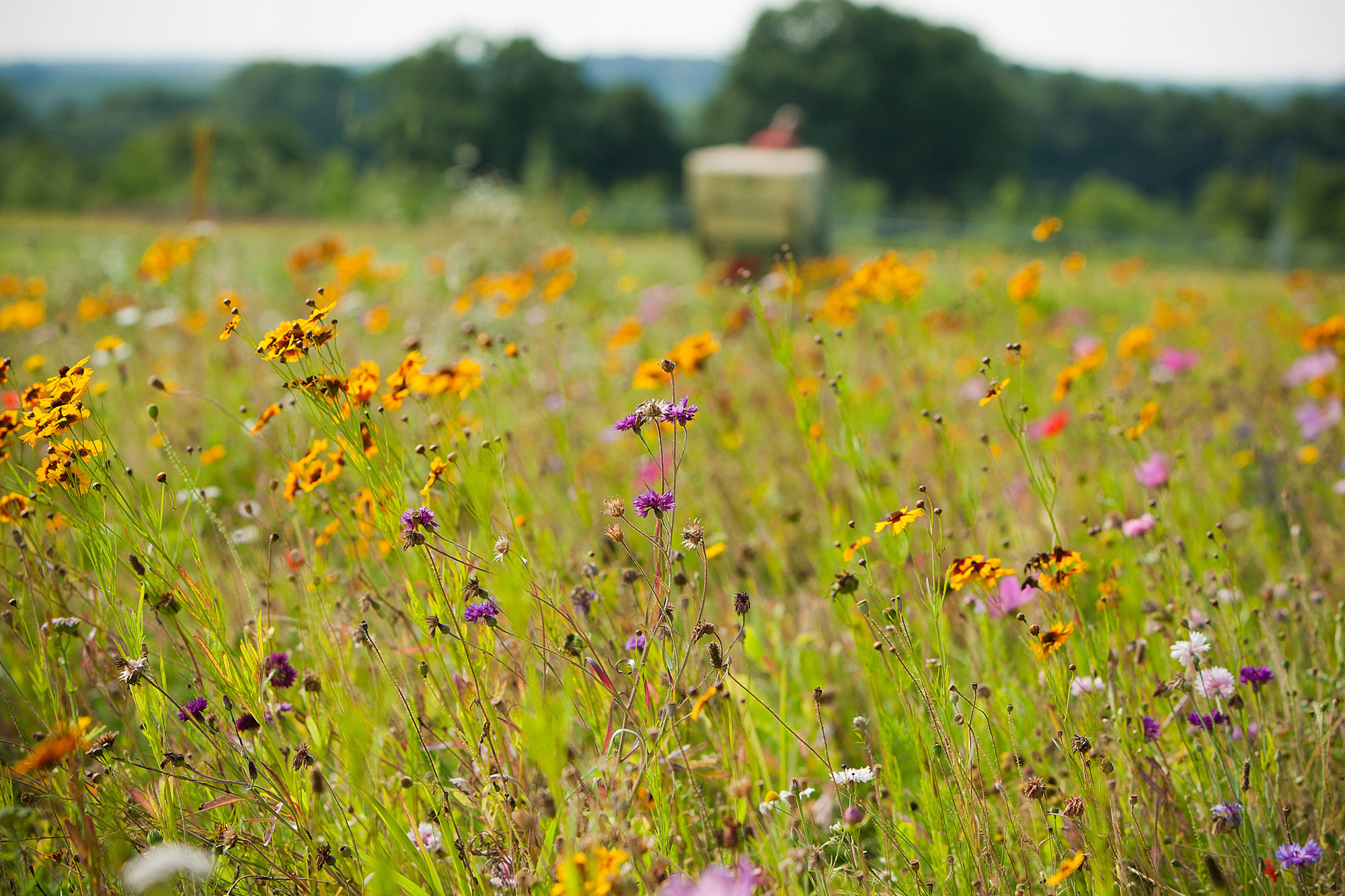 Wildflower Turf are delighted to celebrate our 20th birthday this month ...