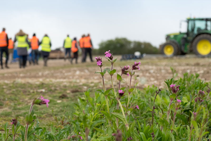 Help and Contact Us - Wildflower Turf