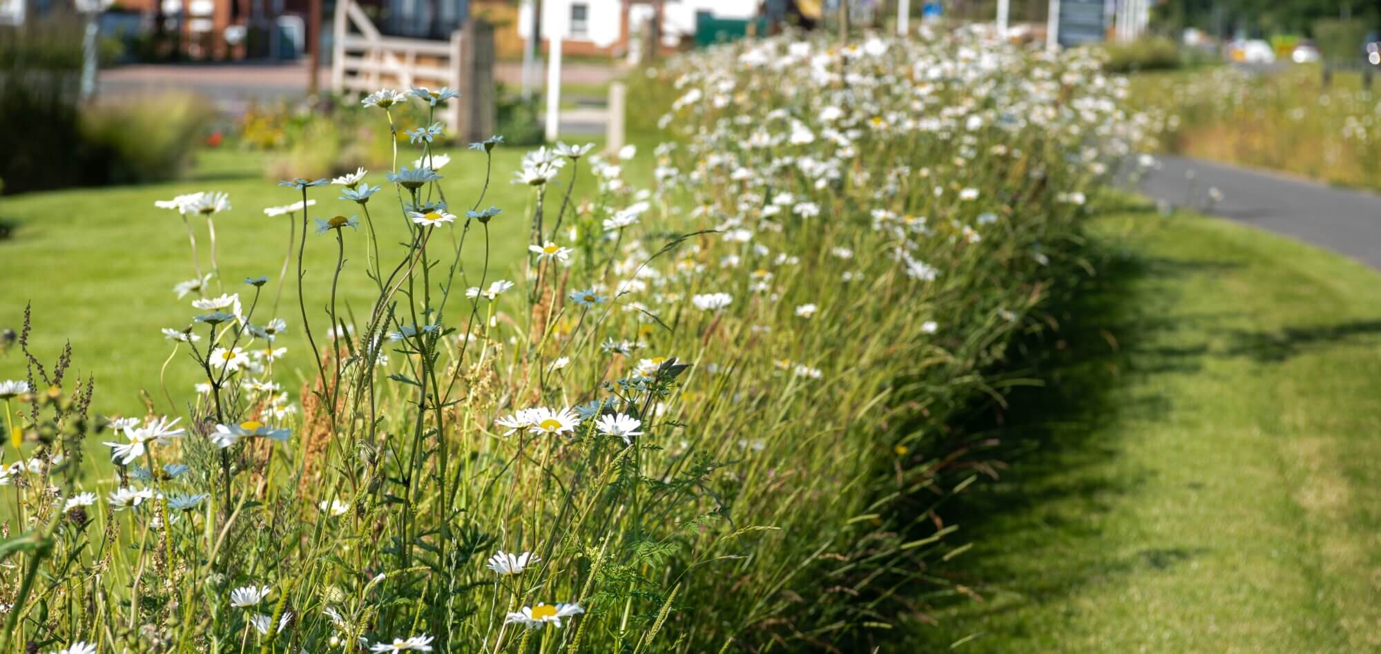 MeadowSow™ Landscape 34 - Wildflower Turf