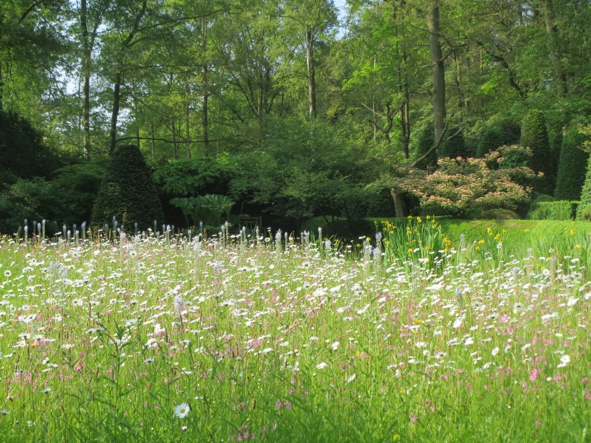 MeadowSow™ Landscape 34 - Wildflower Turf