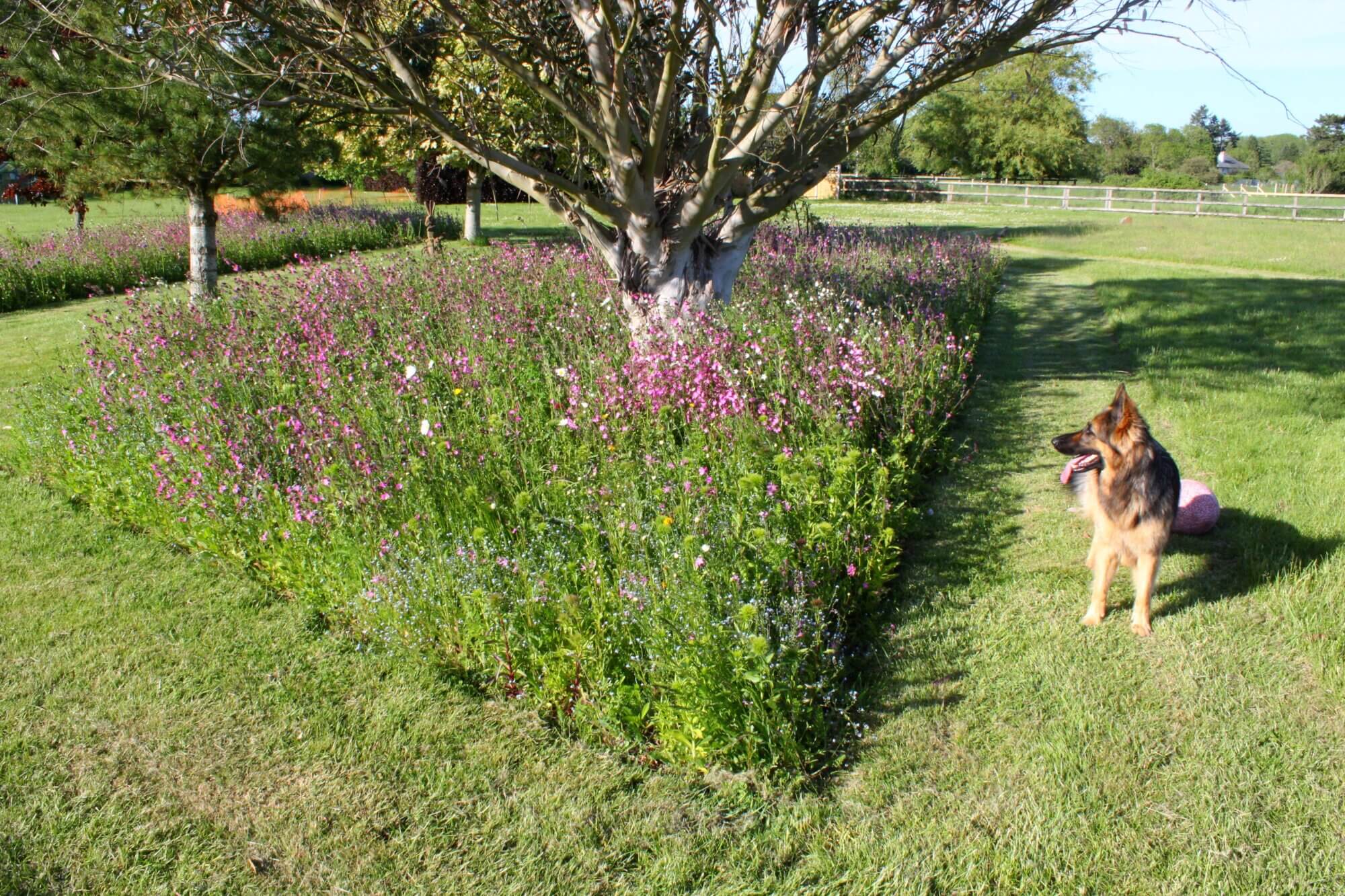 MeadowSow™ Native Enriched - Wildflower Turf