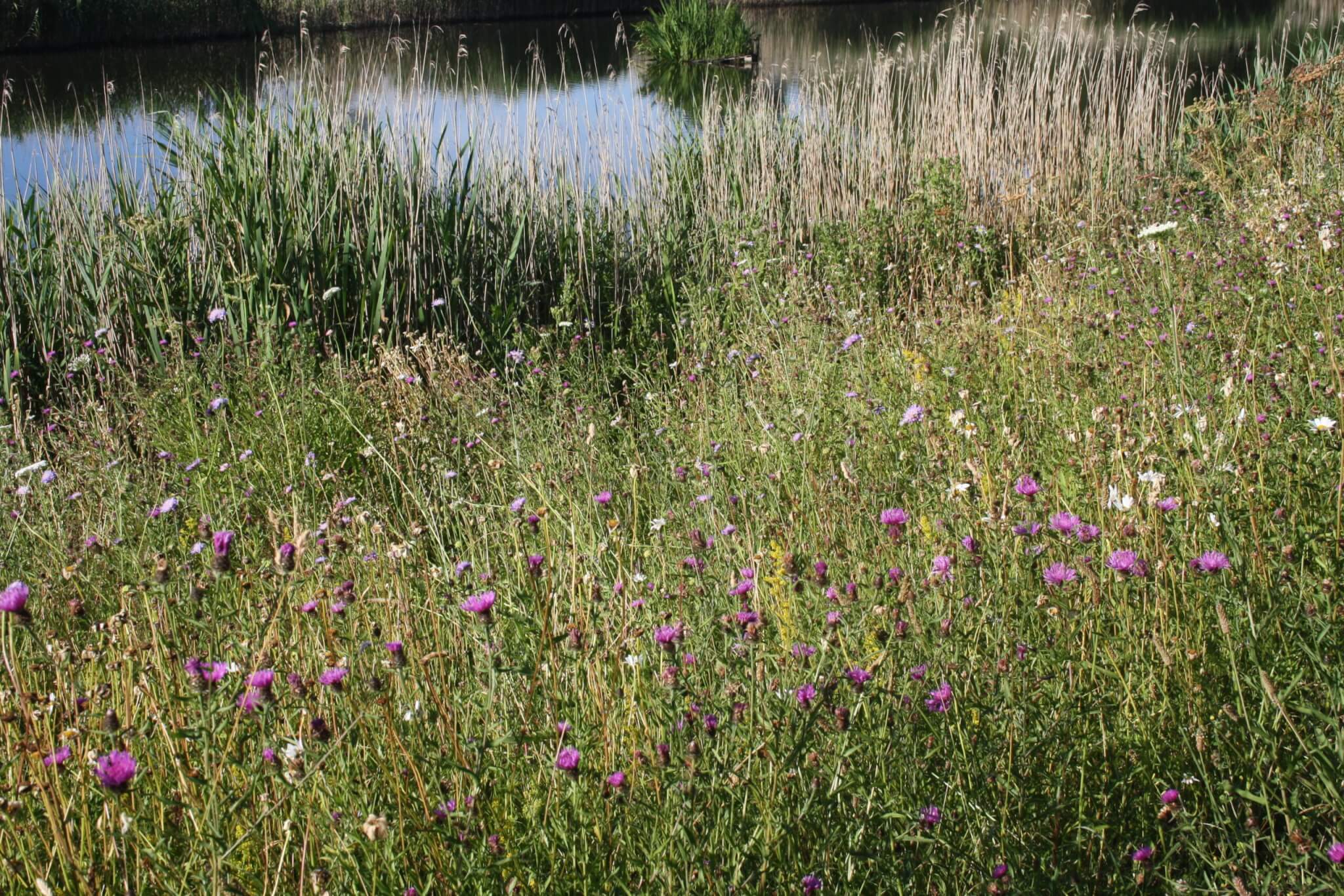 MeadowSow™ Native Enriched - Wildflower Turf