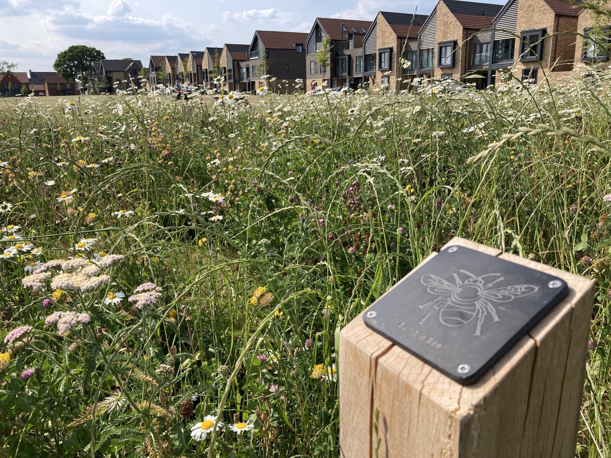 MeadowSow™ Native Enriched - Wildflower Turf