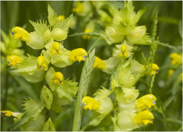 Enhance Grass Control - Wildflower Turf