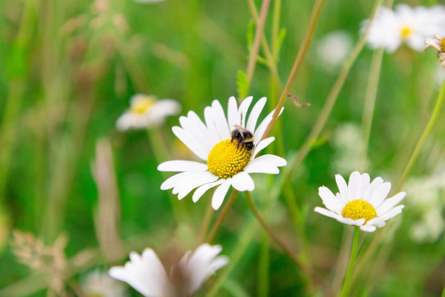 Enhance Birds - Wildflower Turf
