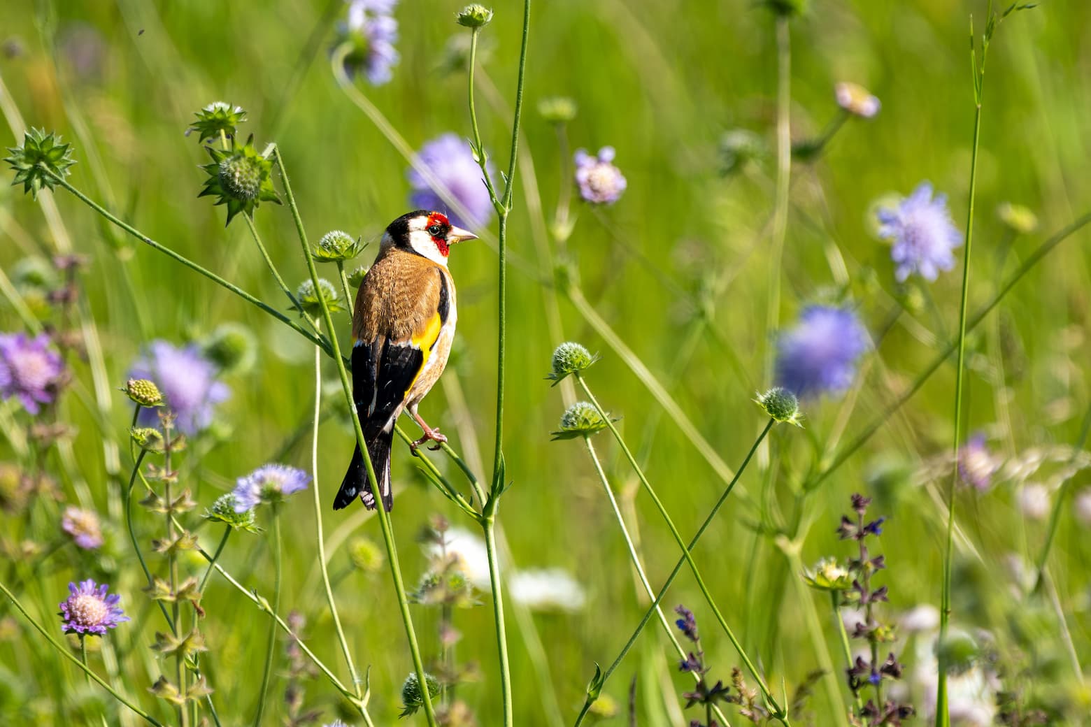 UK Bird Decline: Can Green Roofs Provide a Hopeful Flight Path ...