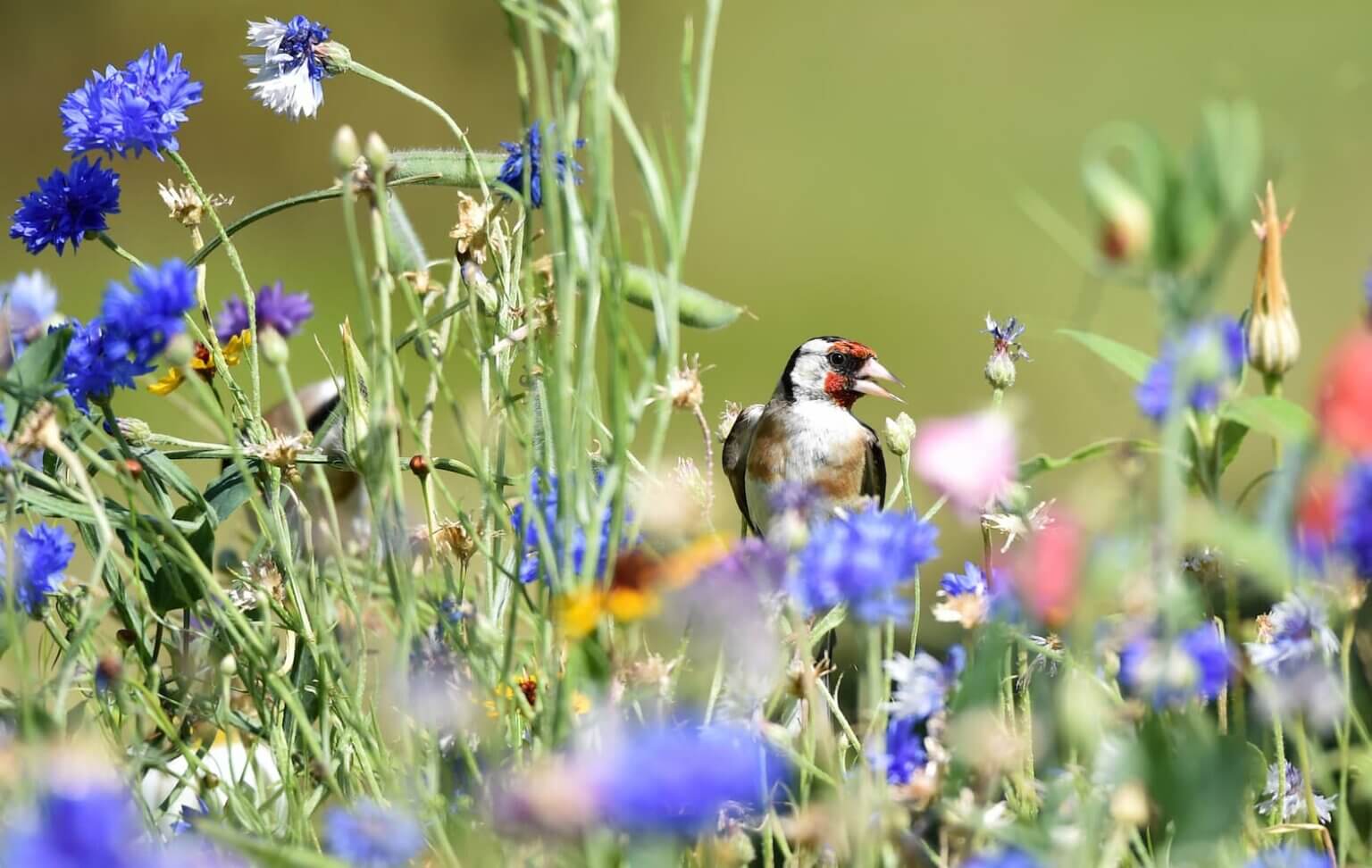Enhance Birds - Wildflower Turf