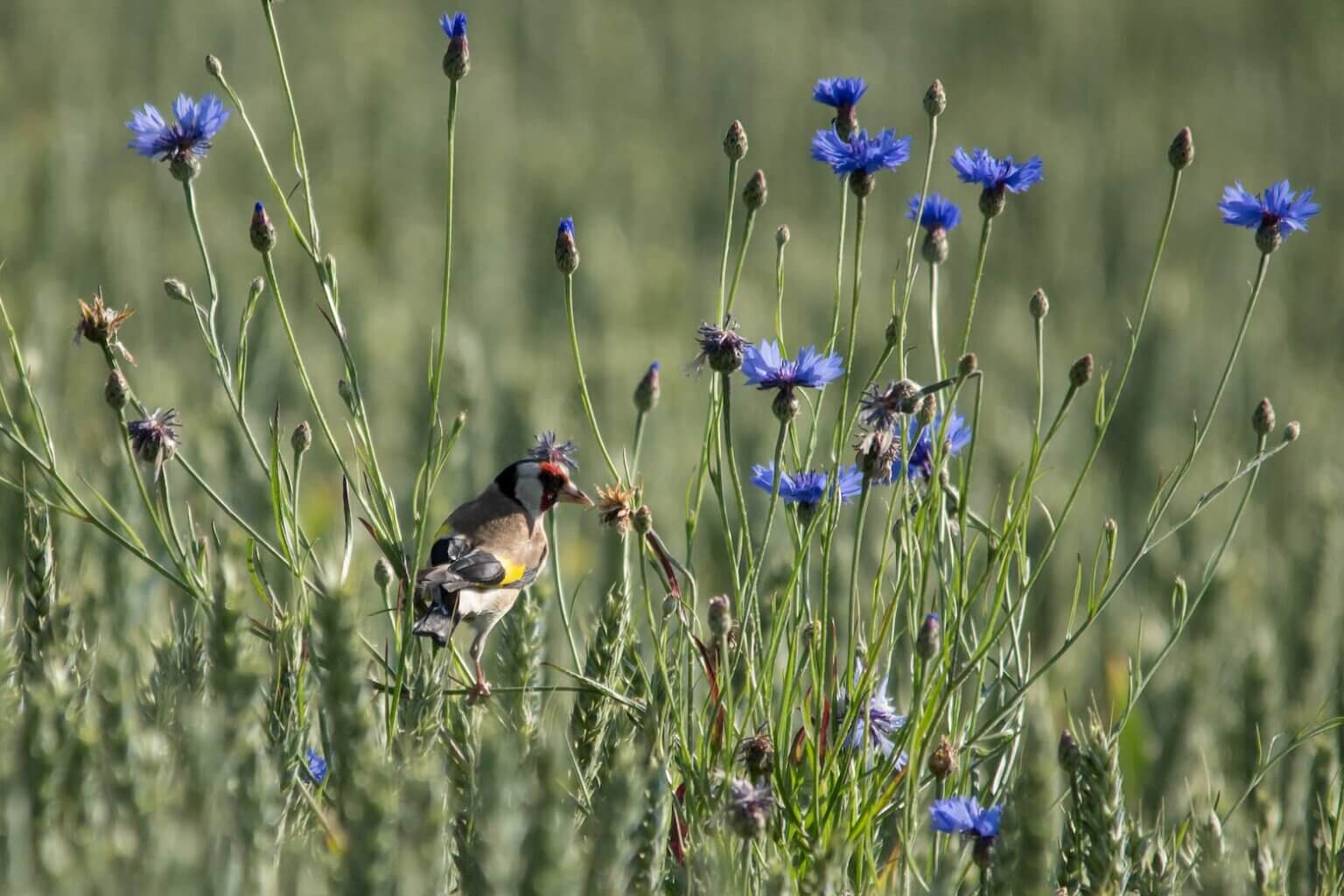Enhance Birds - Wildflower Turf