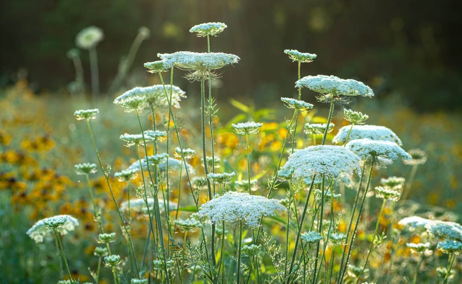 Enhance Birds - Wildflower Turf